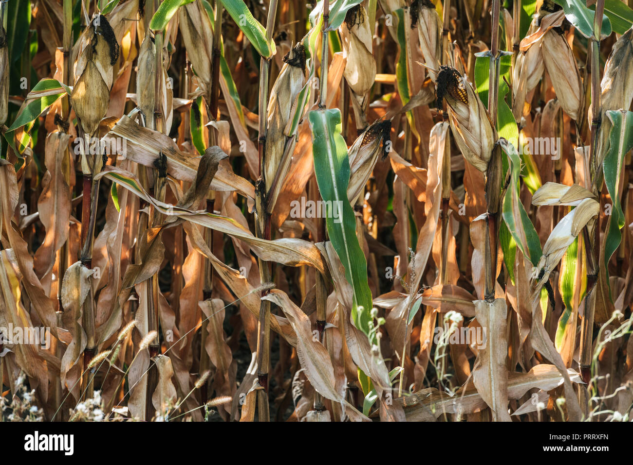 Plants withering hi-res stock photography and images - Alamy
