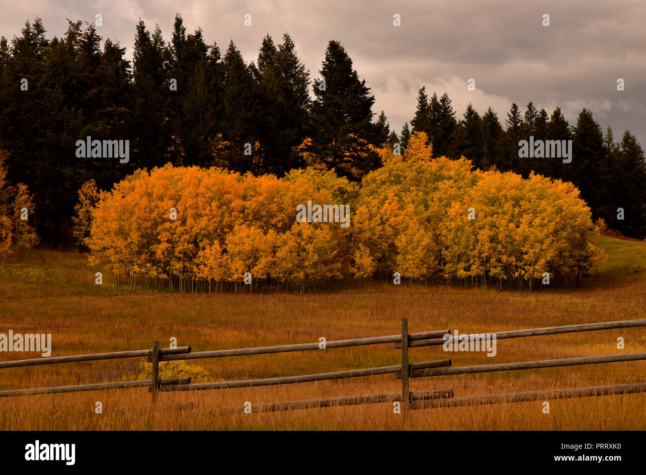 Some of the fall colors in and around 100 Mile House, BC Stock Photo ...