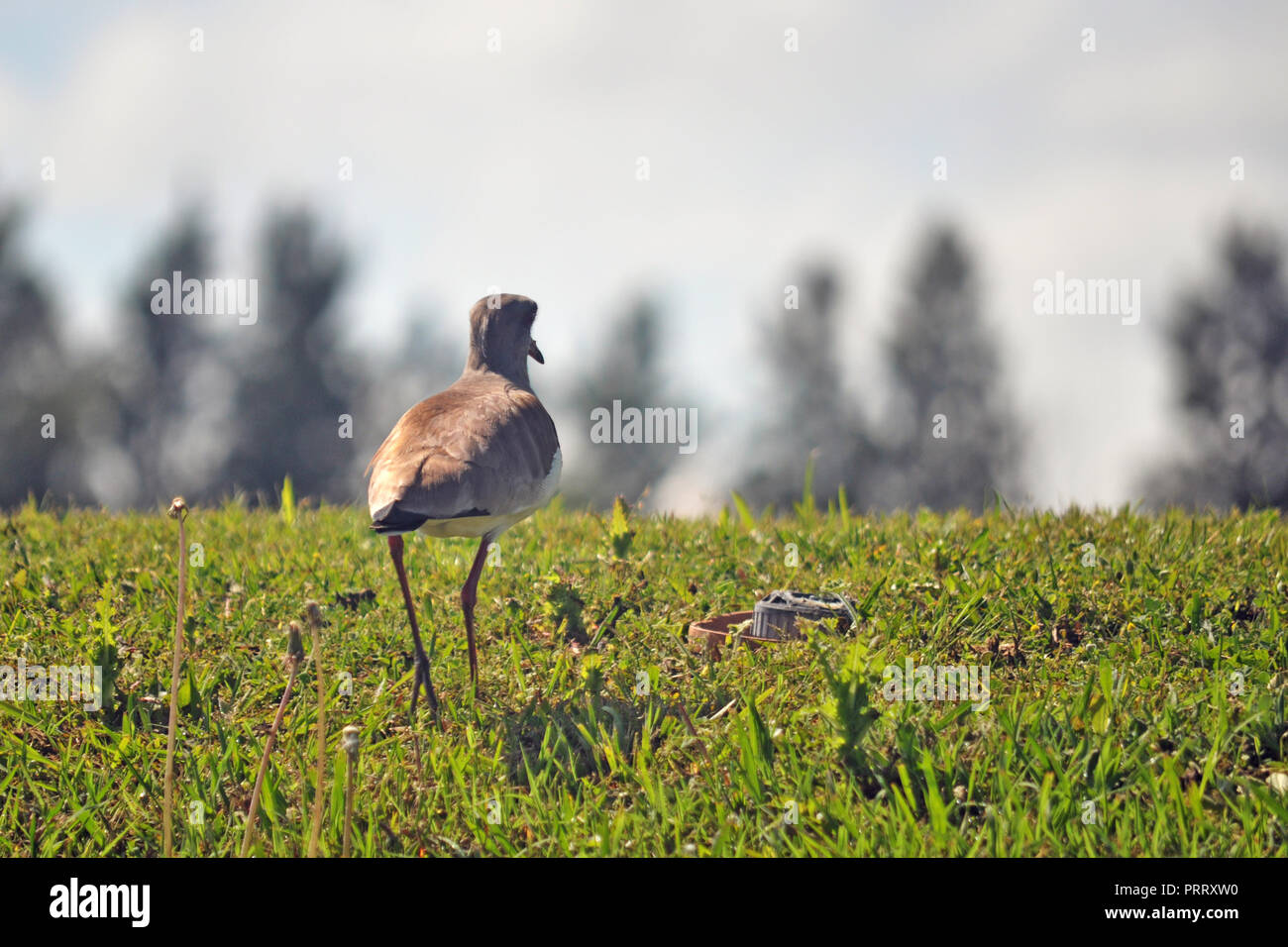 Tero hi-res stock photography and images - Alamy