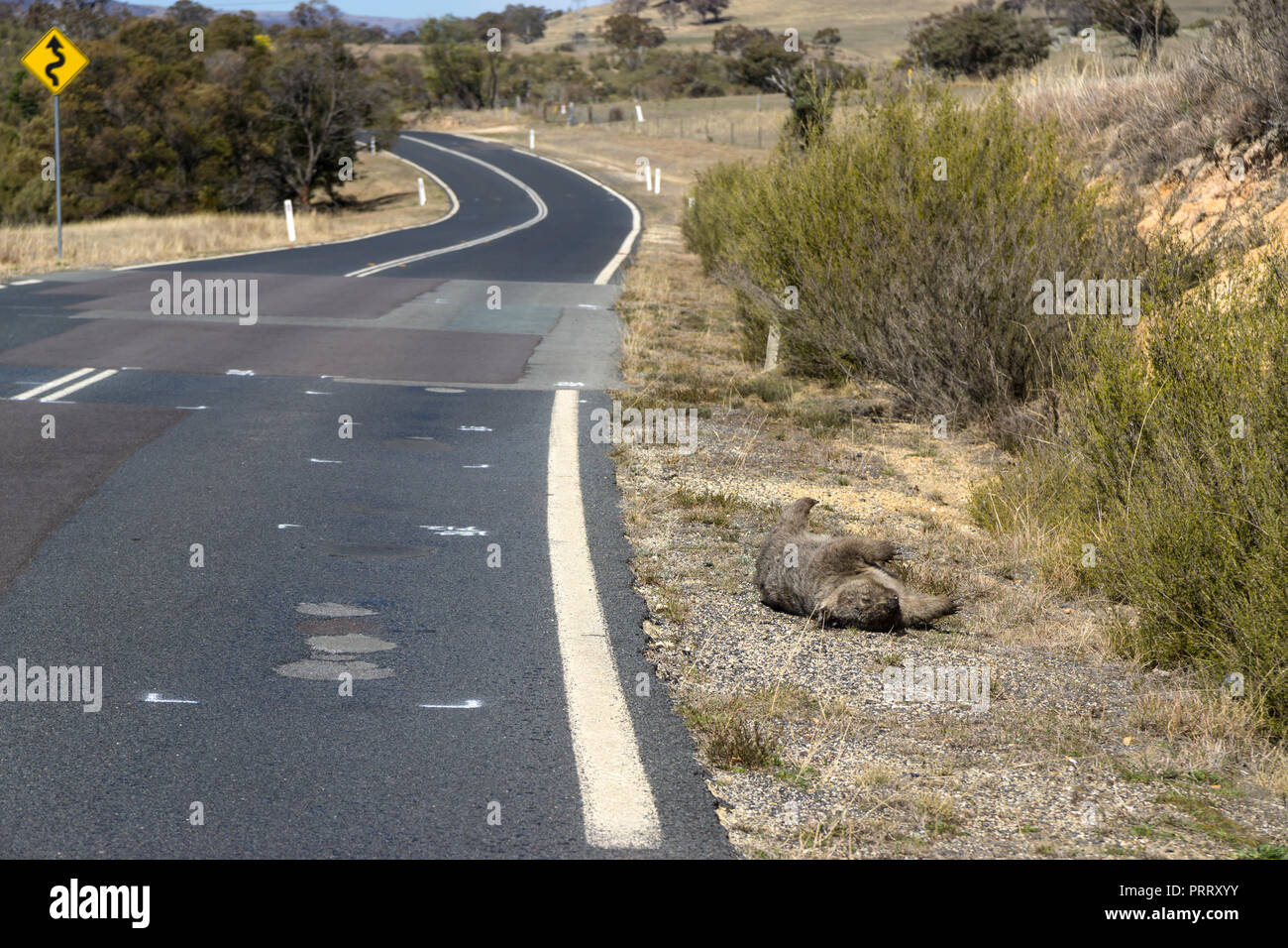 Roadkill, a dead wombat on the side of the road after being hit by a ...