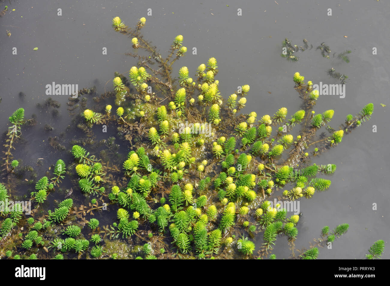 Green River weed background Stock Photo - Alamy