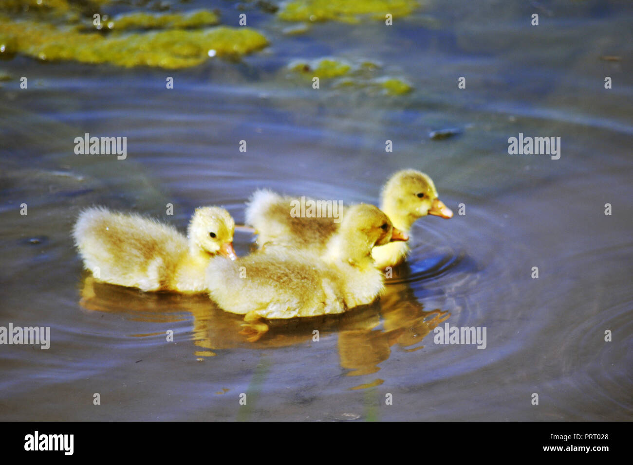 Yellow Ducklings Swimming