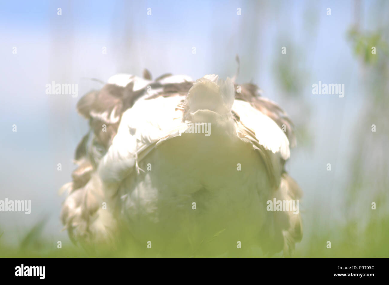 Duck tail hi-res stock photography and images - Alamy
