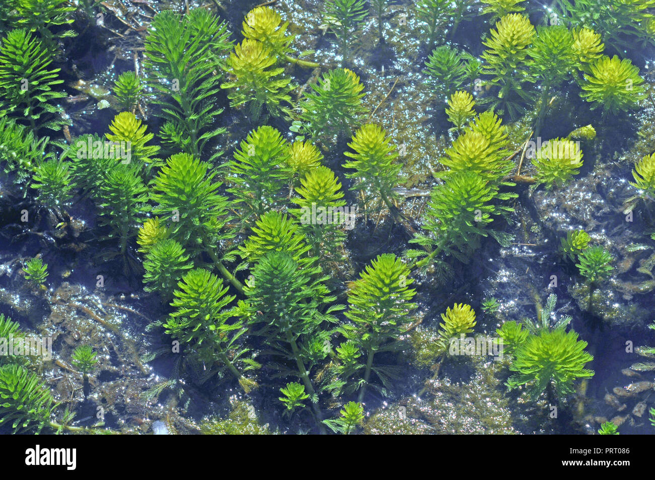 Green River weed background Stock Photo - Alamy
