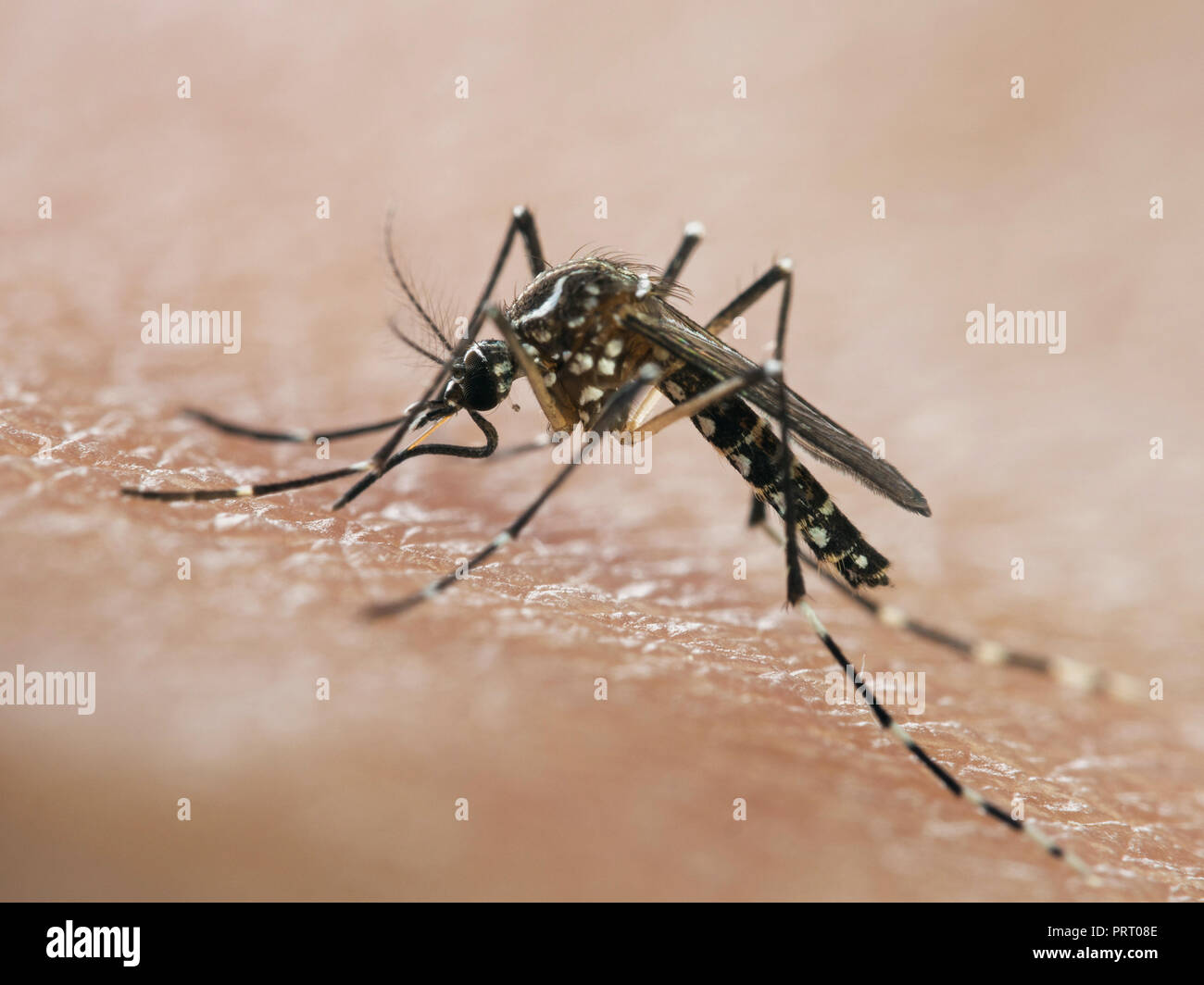 Mosquito biting skin hi-res stock photography and images - Alamy