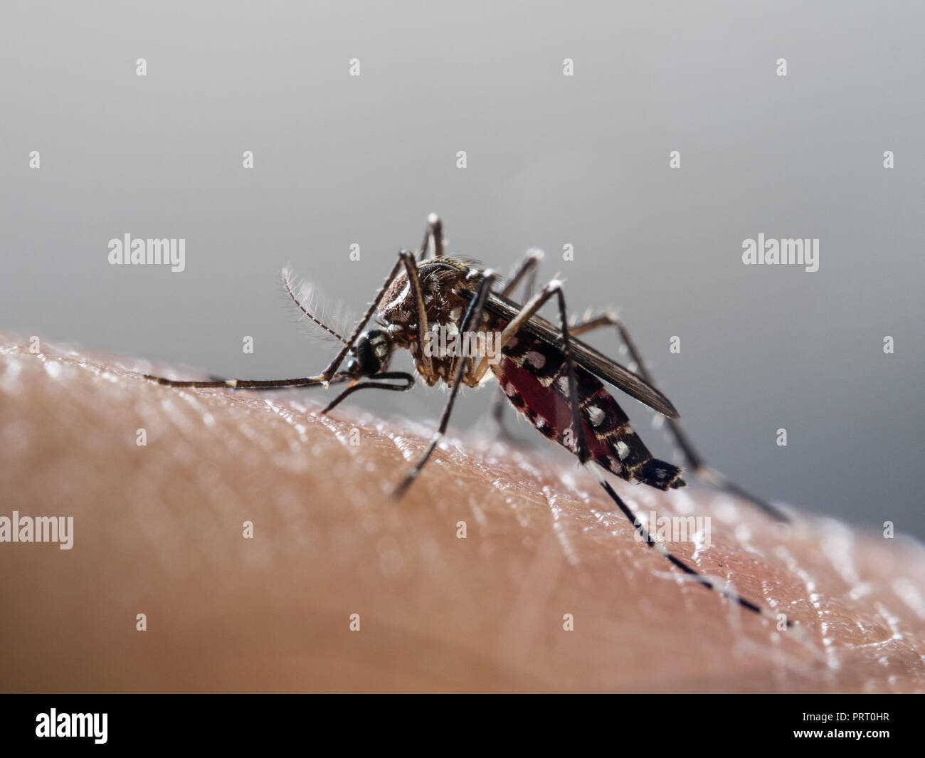 Aedes aegypti mosquito (mosquito da dengue) sucking blood on human skin ...