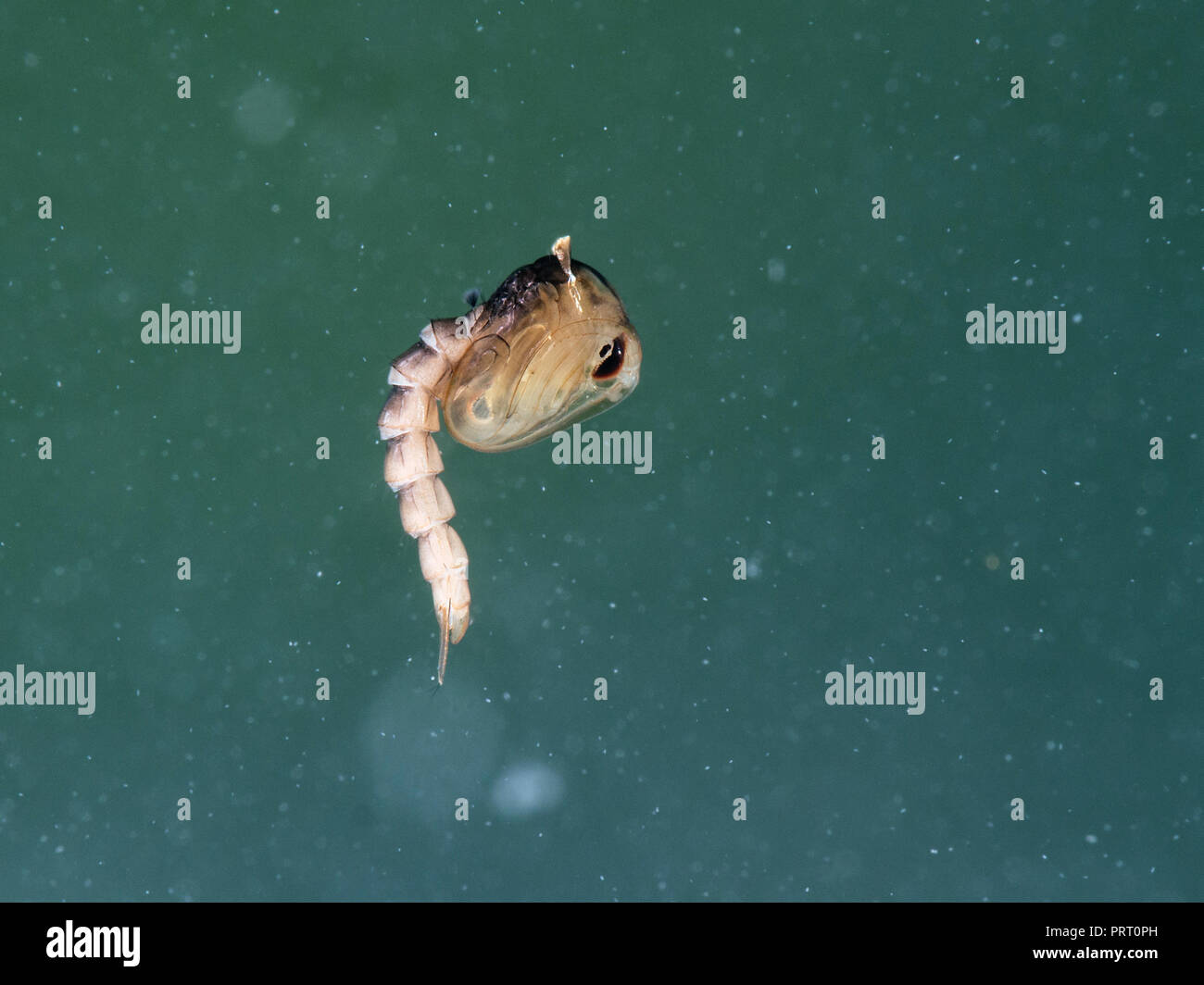 Pupa of the yellow fever mosquito (Aedes aegypti) on the water surface ...