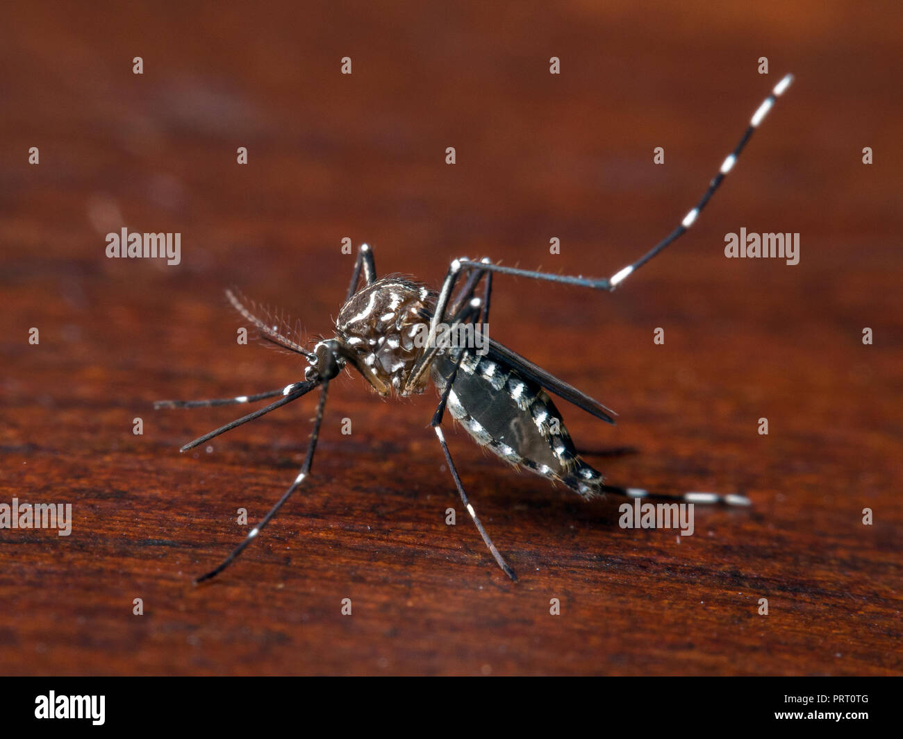 Yellow fever mosquito against a wood background, with the white dots ...