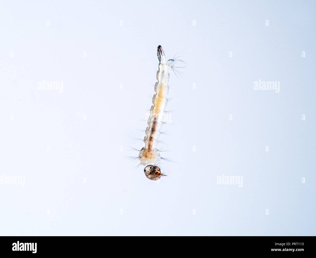 Mosquito larva hi-res stock photography and images - Alamy