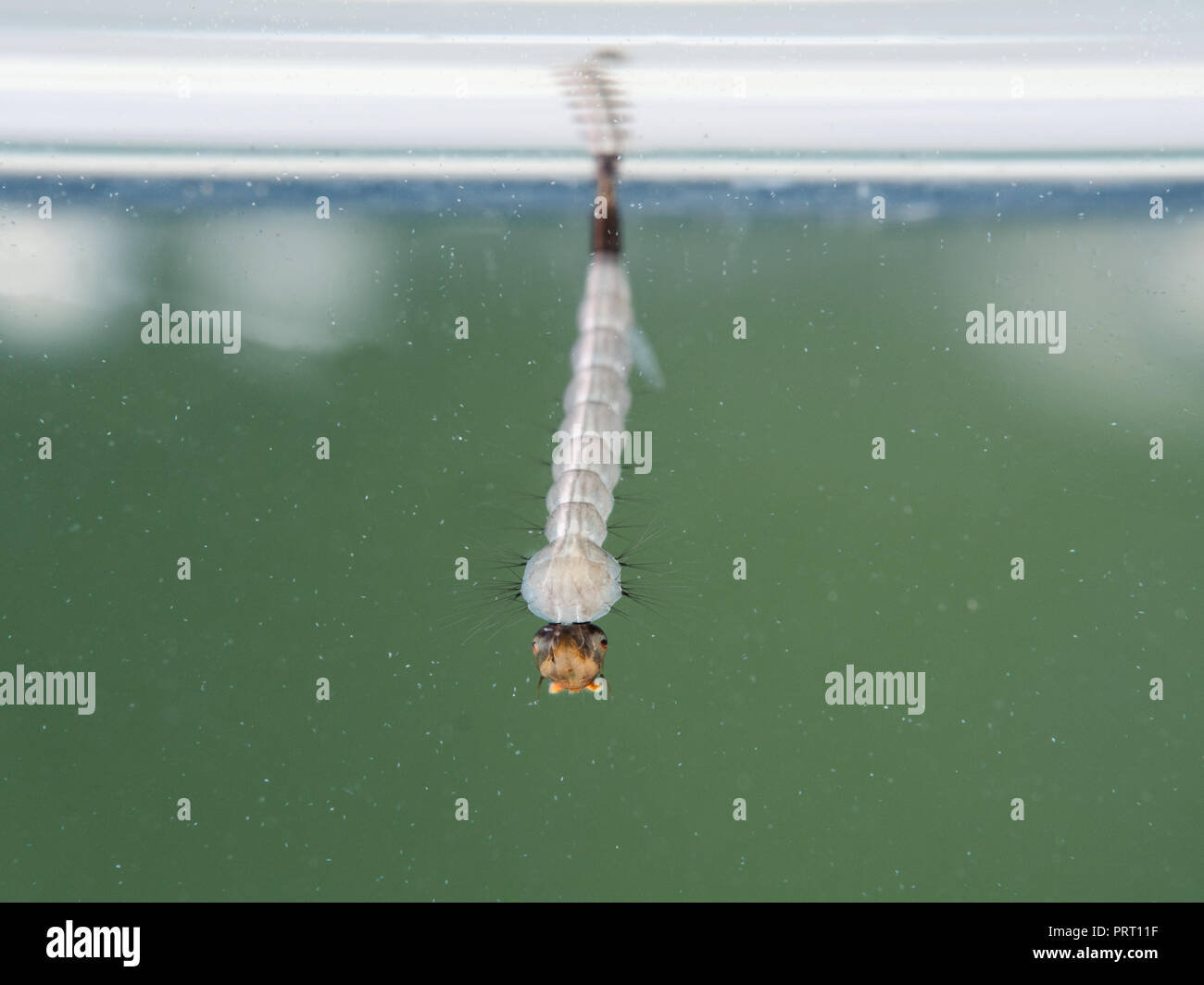 Pernilongo da dengue hi-res stock photography and images - Alamy