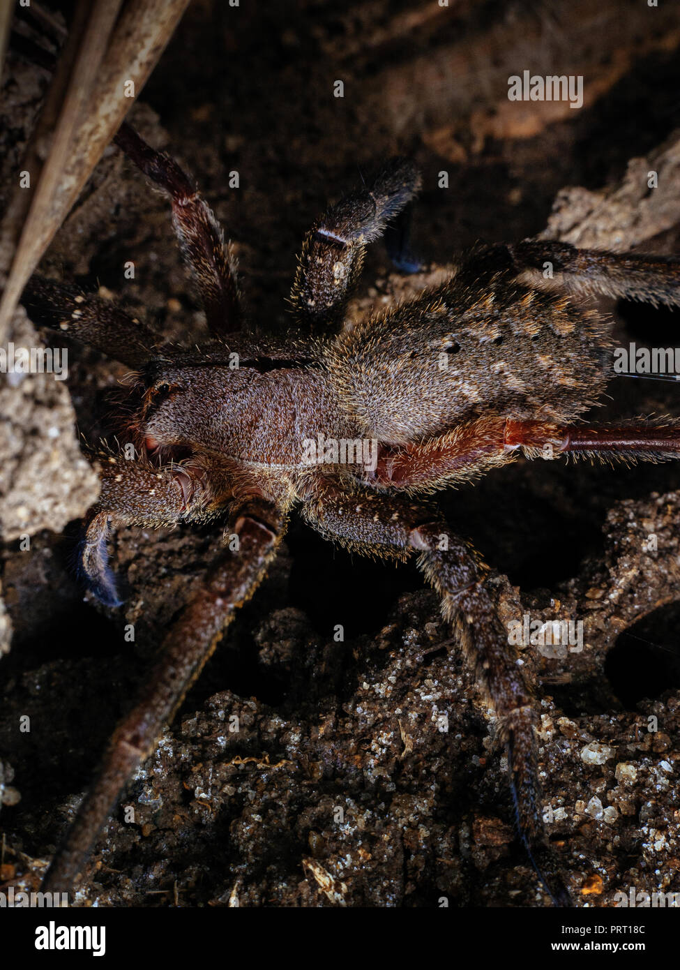 Venomous spider Phoneutria nigriventer (brazilian wandering spider ...