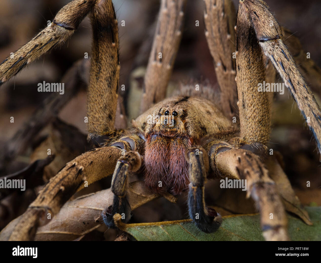Male Phoneutria (brazilian wandering spider / armadeira), venomous ...