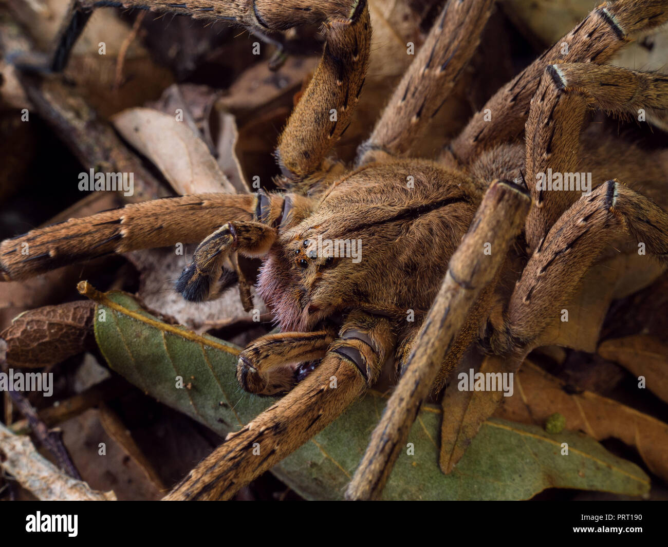 Banana spider phoneutria nigriventer hi-res stock photography and ...