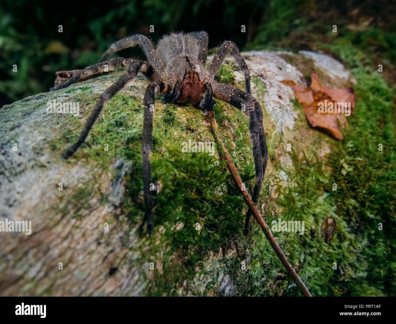 Venomous brazilian wandering spider (Phoneutria, aranha armadeira ...