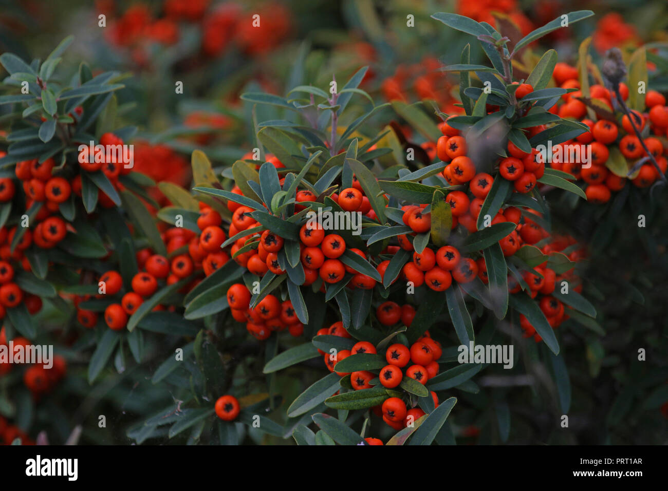 pyracantha or firethorn plant with bright red berries or pomes in ...