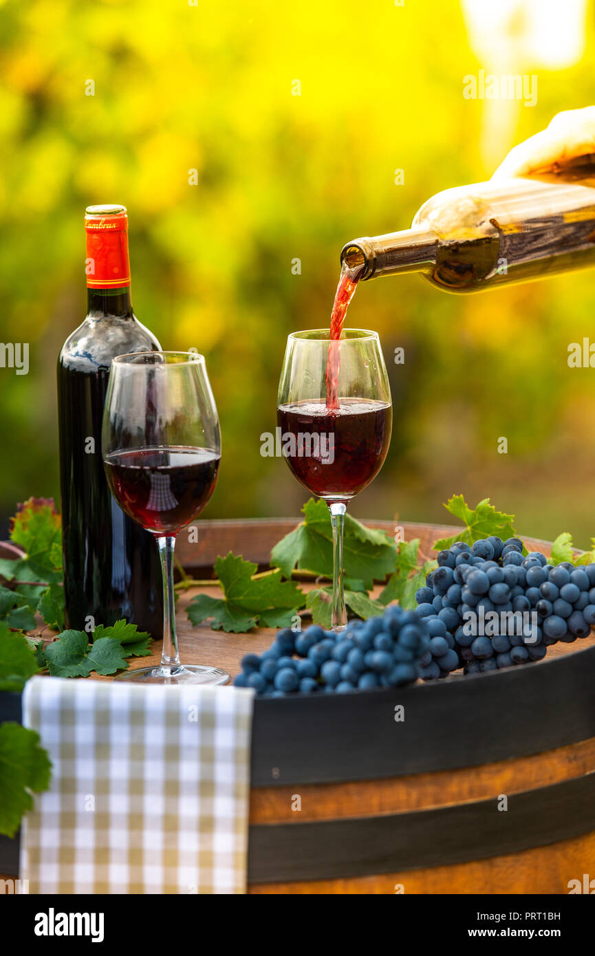 Pouring red wine into the glass, Barrel outdoor in Bordeaux Vineyard ...