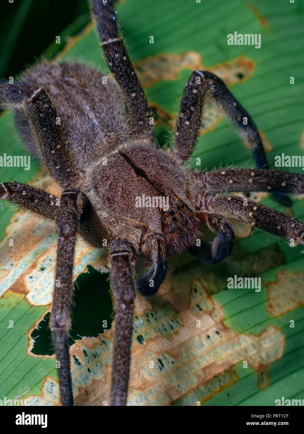 Phoneutria nigriventer (brazilian wandering spider, armadeira) top view ...
