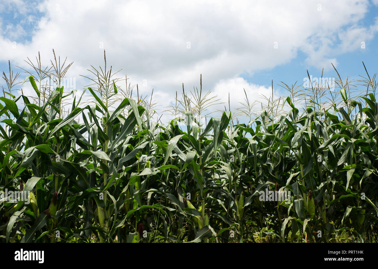 Corn field under blue sky Stock Photo - Alamy