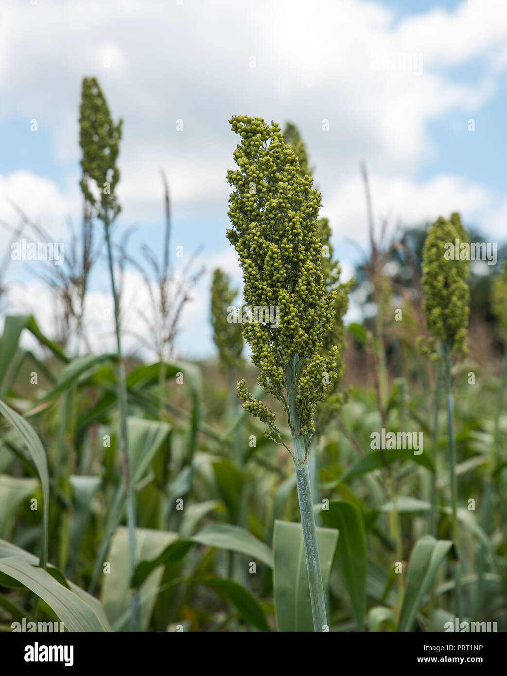 Foxtail millet crop india hi-res stock photography and images - Alamy