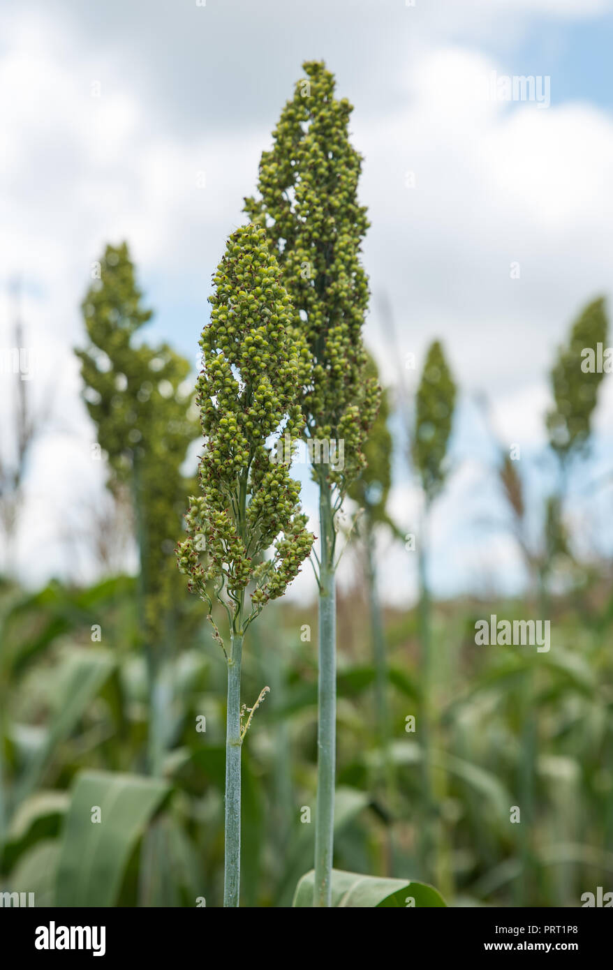 Foxtail millet field hi-res stock photography and images - Alamy