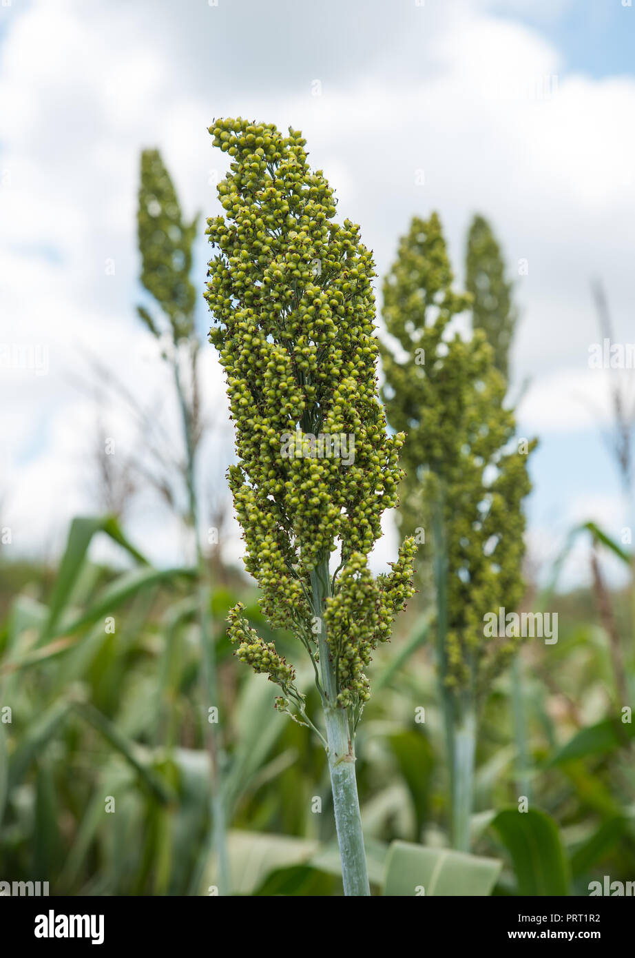 Foxtail millet field hi-res stock photography and images - Alamy