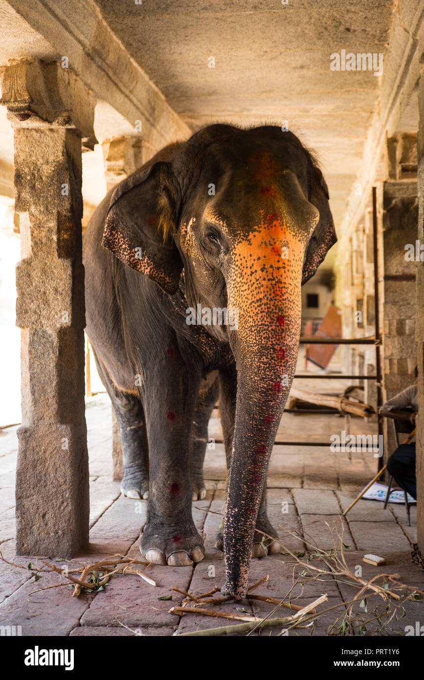Elephant At Hampi, Karnataka Stock Photo - Alamy