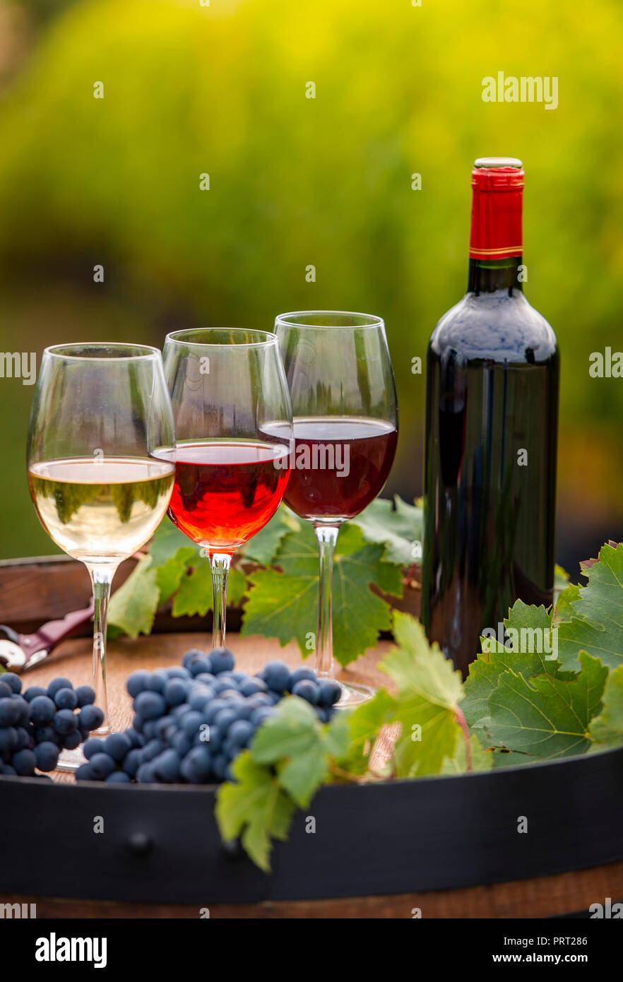 Pouring red wine into the glass, Barrel outdoor in Bordeaux Vineyard ...