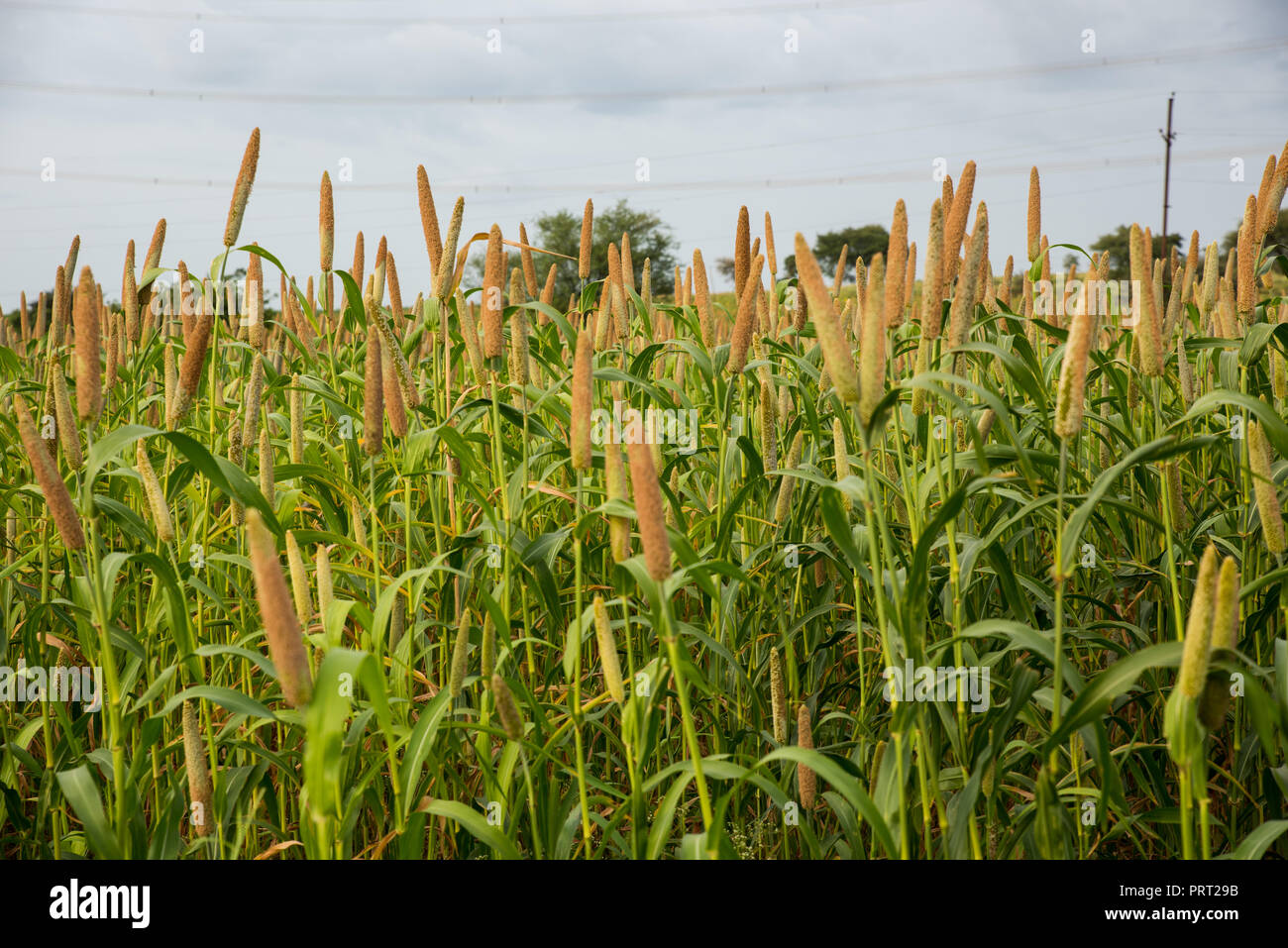 Ragi seed hi-res stock photography and images - Alamy