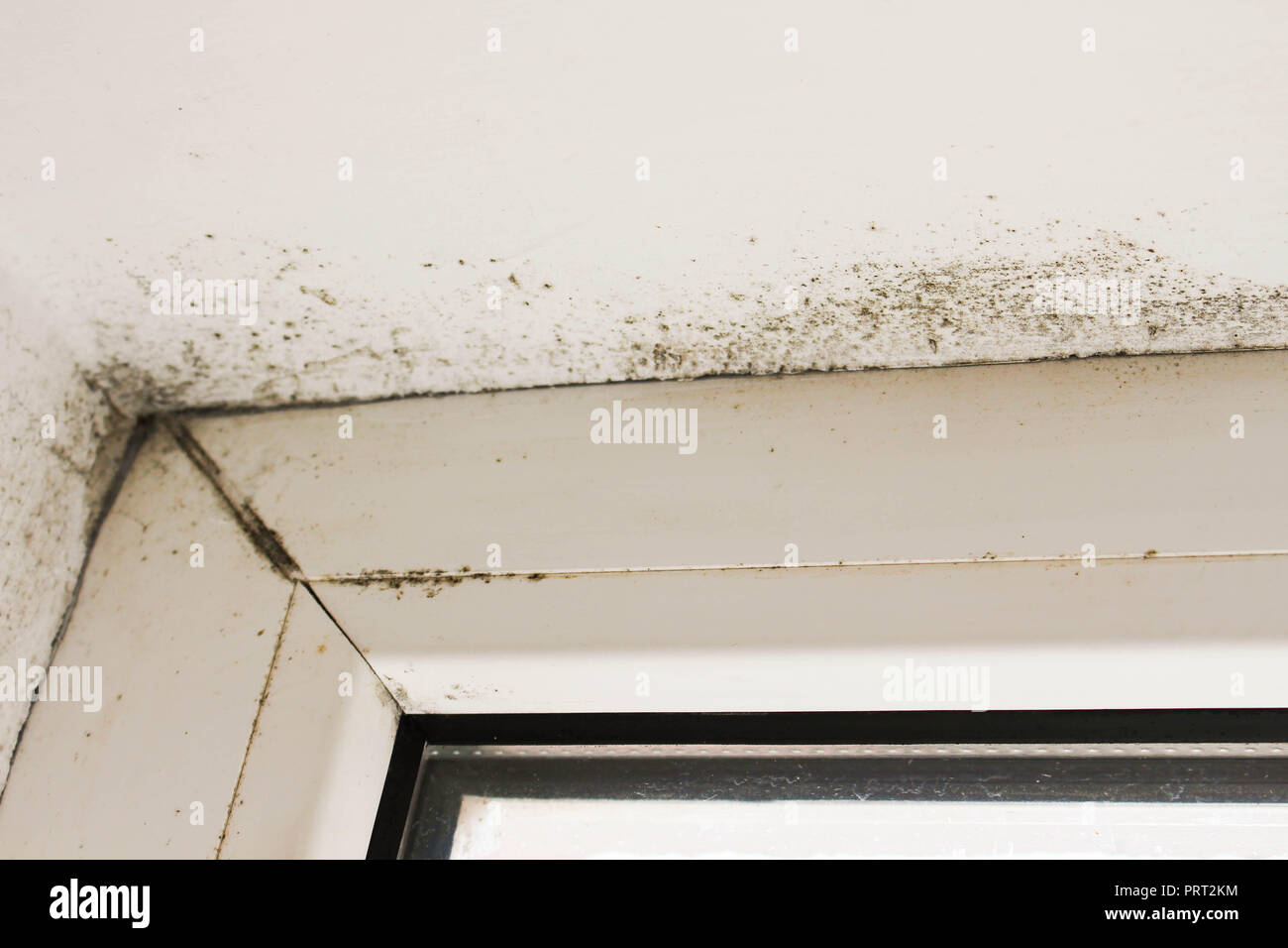 Mold infestation hi-res stock photography and images - Alamy