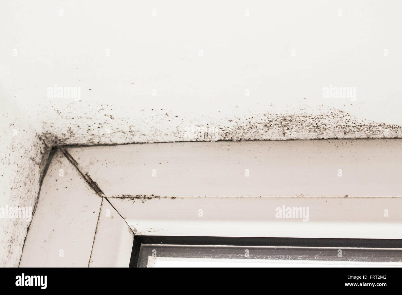 Mold infestation hi-res stock photography and images - Alamy