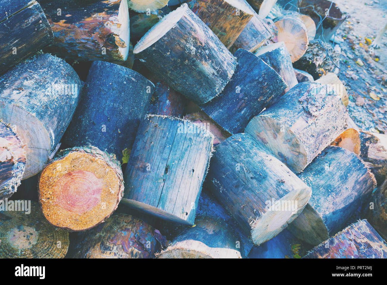 Preparing Firewood for Winter. Pile of the cutting pine wood outdoors ...