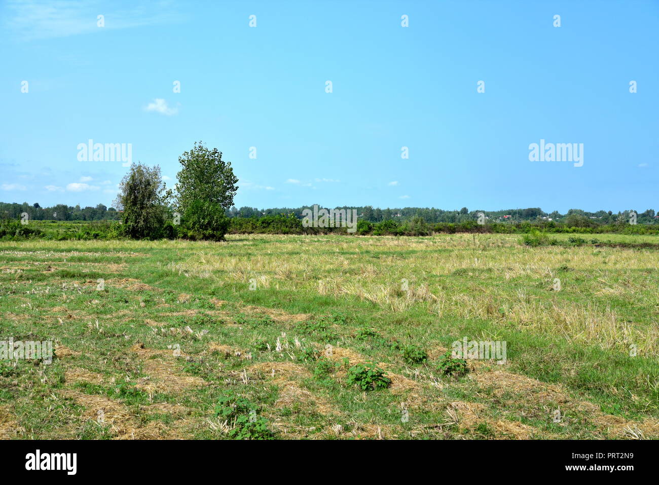 Lasht-e Nesha rice field and around the city jungles, Rasht, Gilan ...