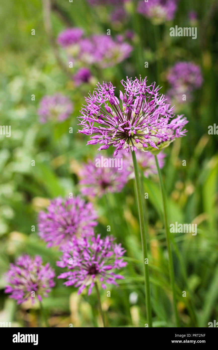 Blossom inflorescence onion flower head hi-res stock photography and ...