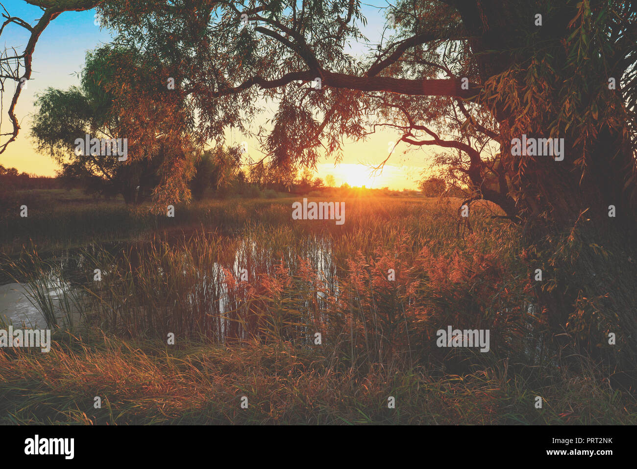 Magical forest sunset hi-res stock photography and images - Alamy