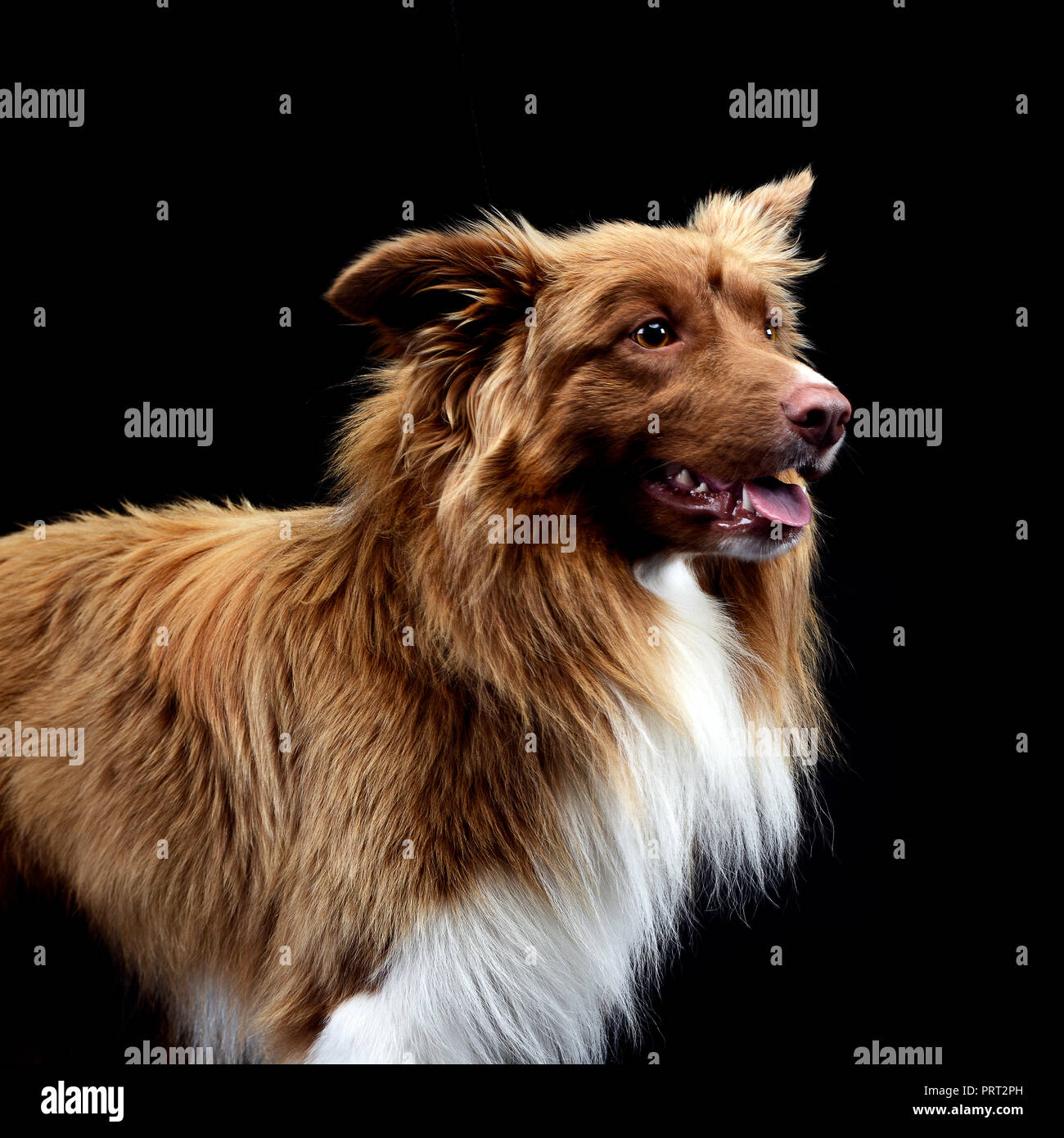 border collie photoshoot in a dark studio Stock Photo - Alamy