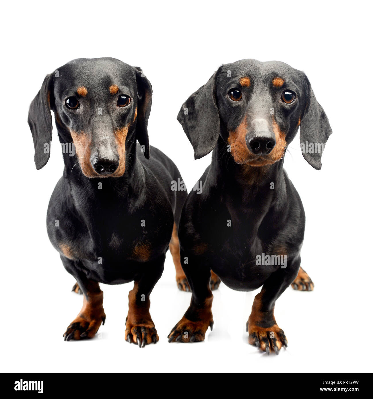 Two dachshunds hi-res stock photography and images - Alamy