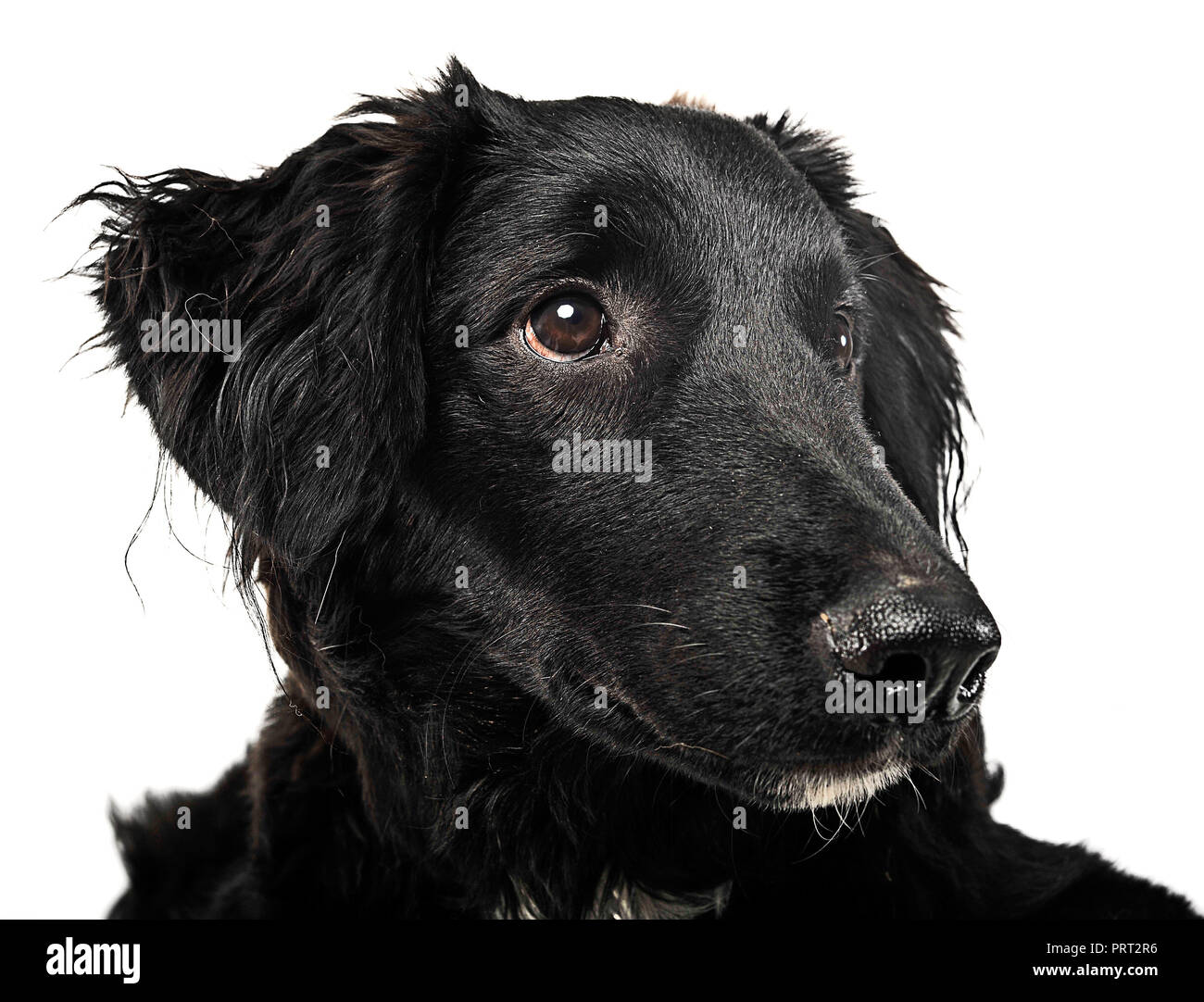 Black dog portrait in the white studio Stock Photo - Alamy