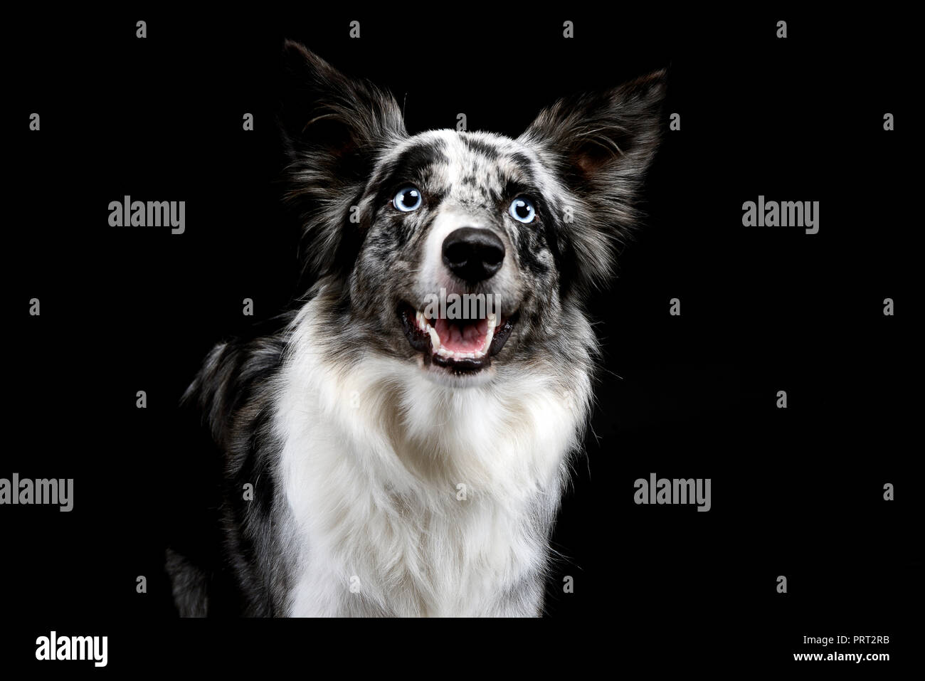 border collie portrait in the dark background Stock Photo - Alamy