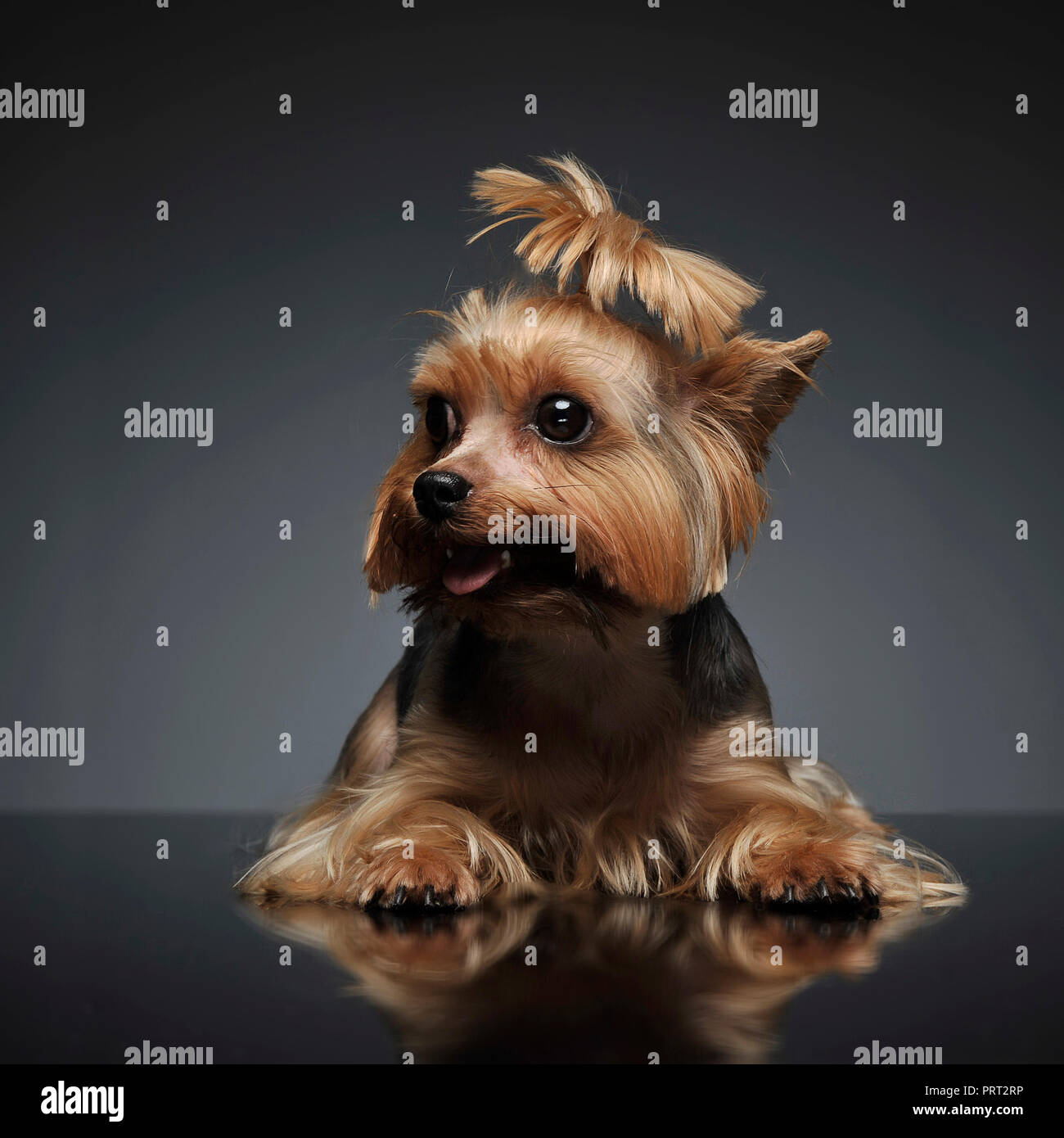 Graduated grey background hi-res stock photography and images - Alamy