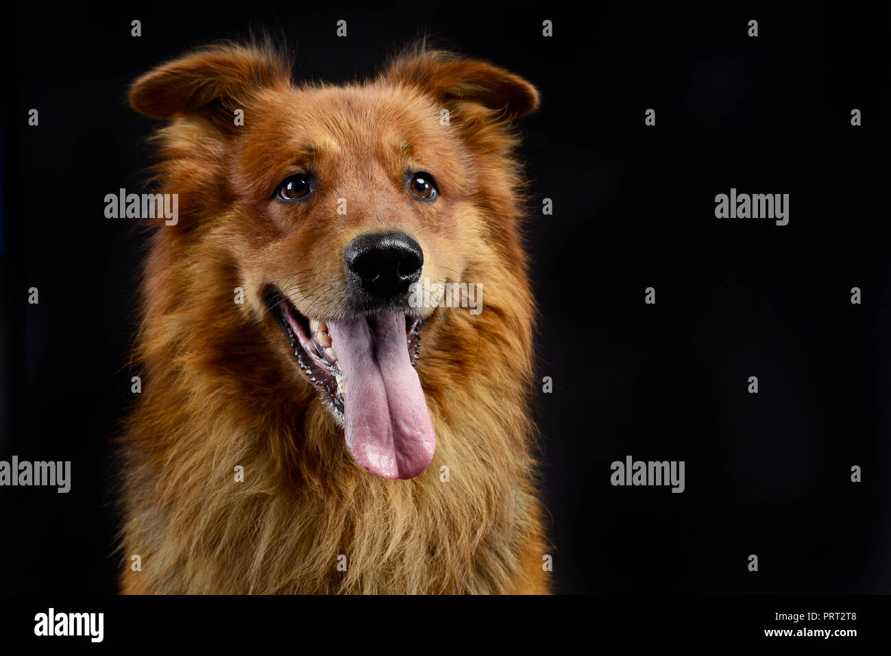 Nice red dog portrait in black background Stock Photo - Alamy