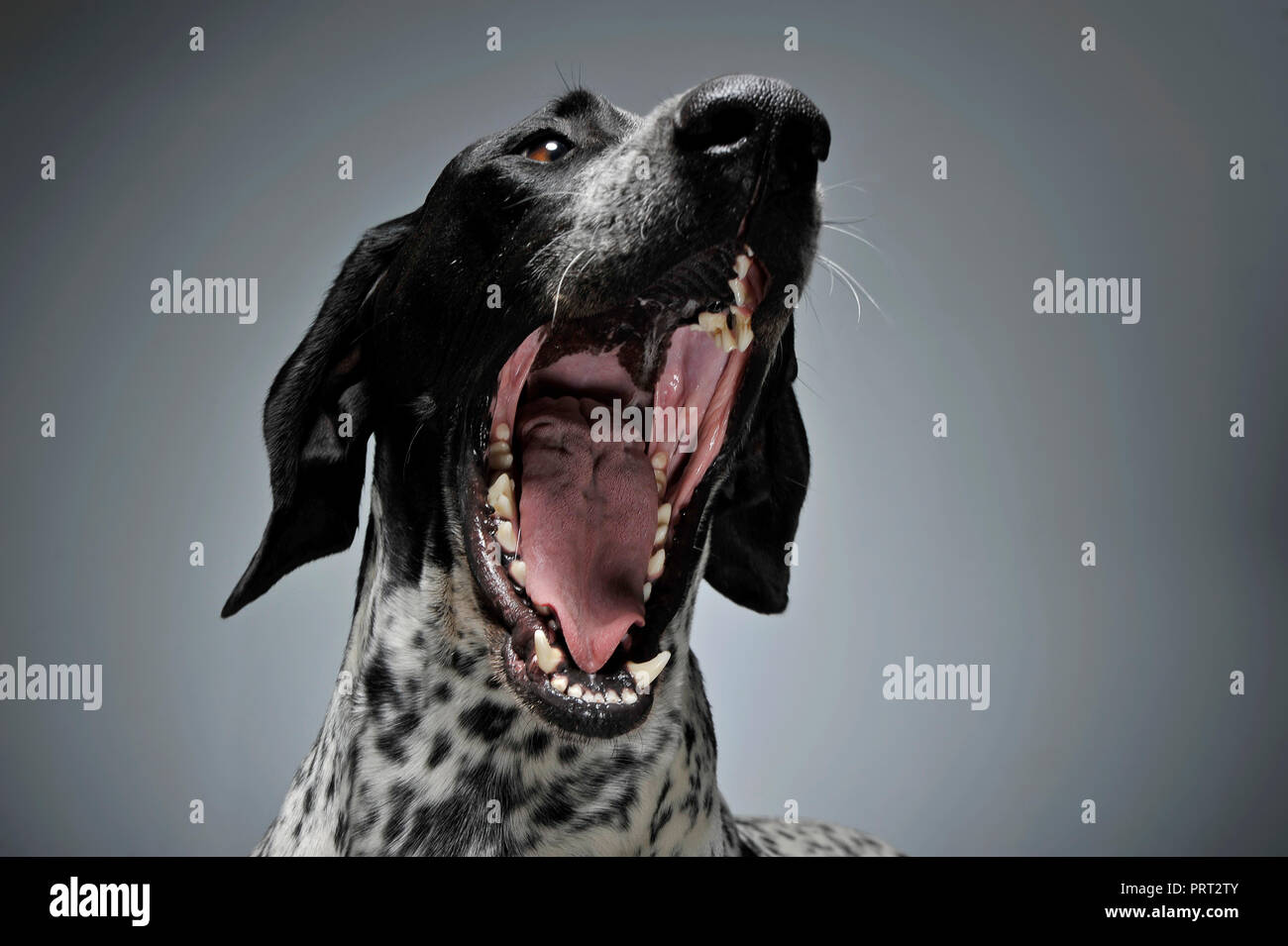 German Pointer shouting in a graduated gray background Stock Photo - Alamy