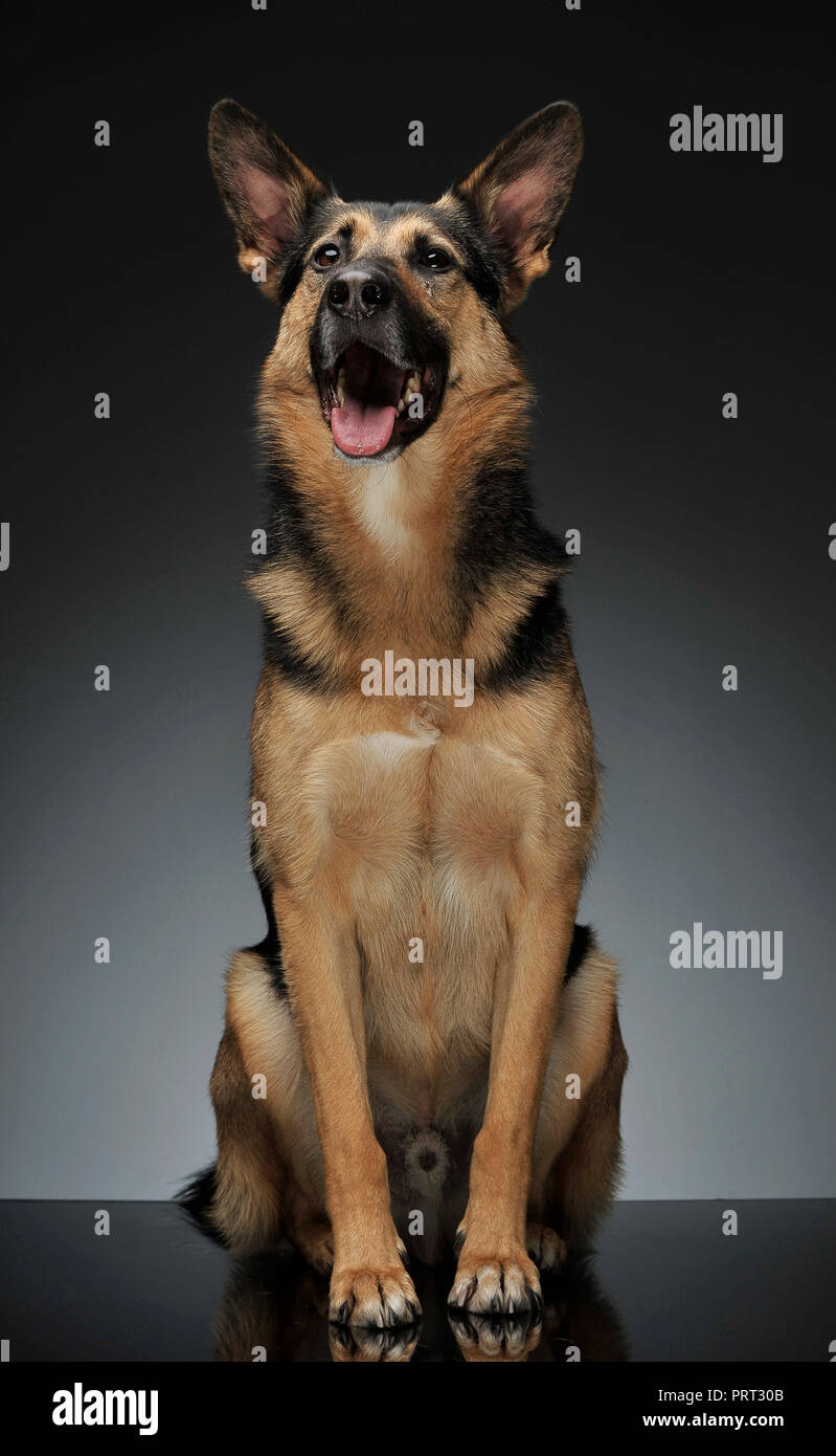 German shepherd shiny fur hi-res stock photography and images - Alamy