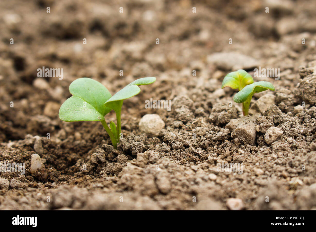 Cotyledon seed germination High Resolution Stock Photography and Images - Alamy