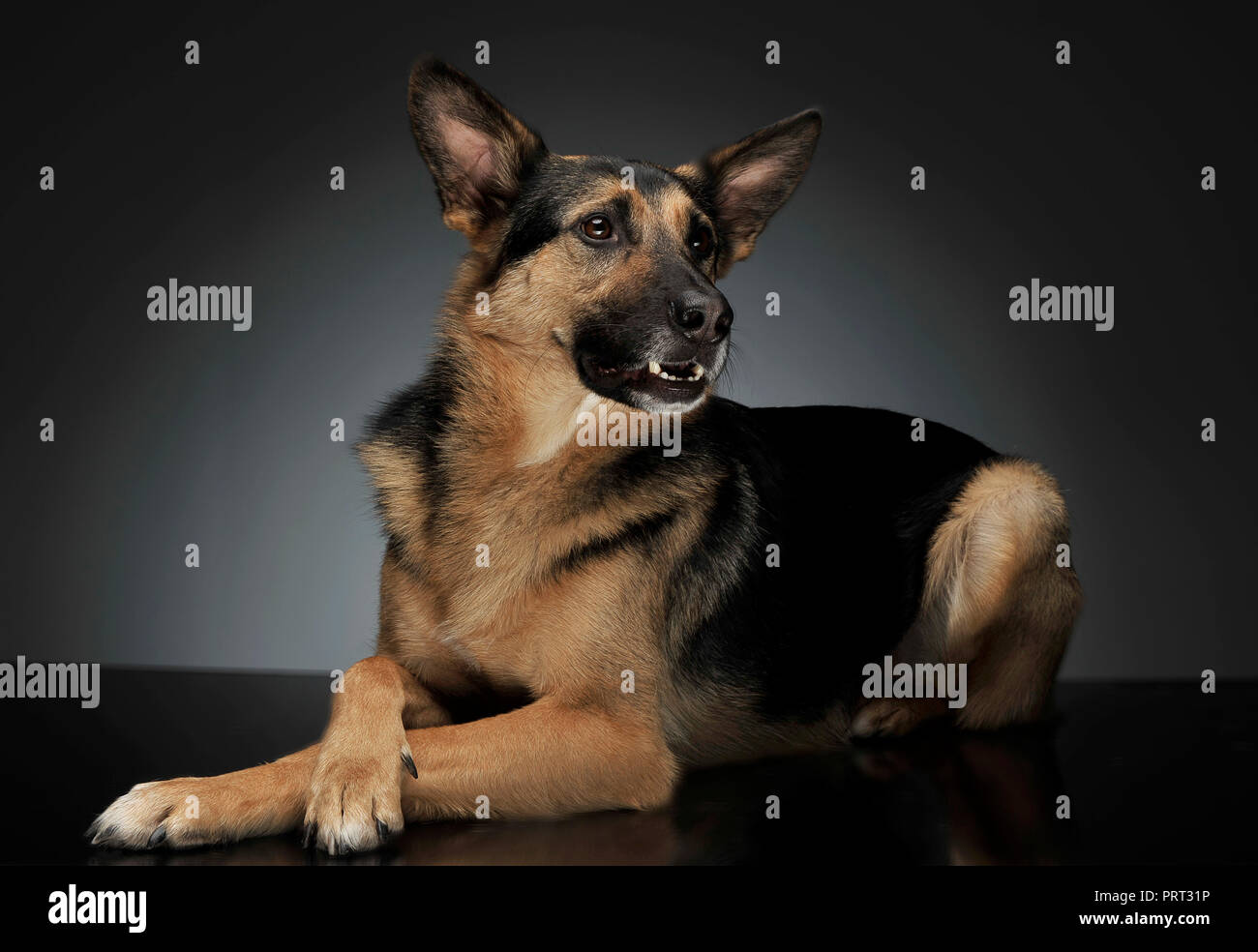 German shepherd lying ina reflexing shiny studio floor Stock Photo - Alamy