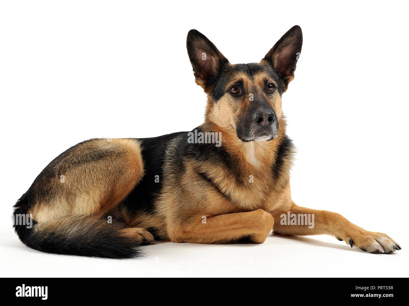German shepherd lying in white studio floor Stock Photo - Alamy