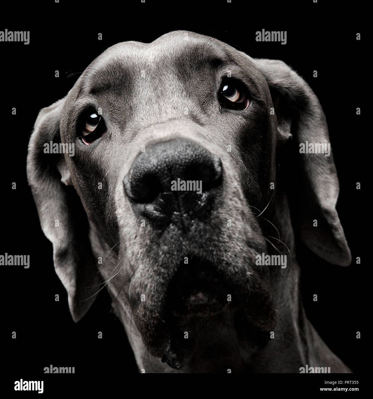 Great Dane portrait in a black studio floor Stock Photo - Alamy
