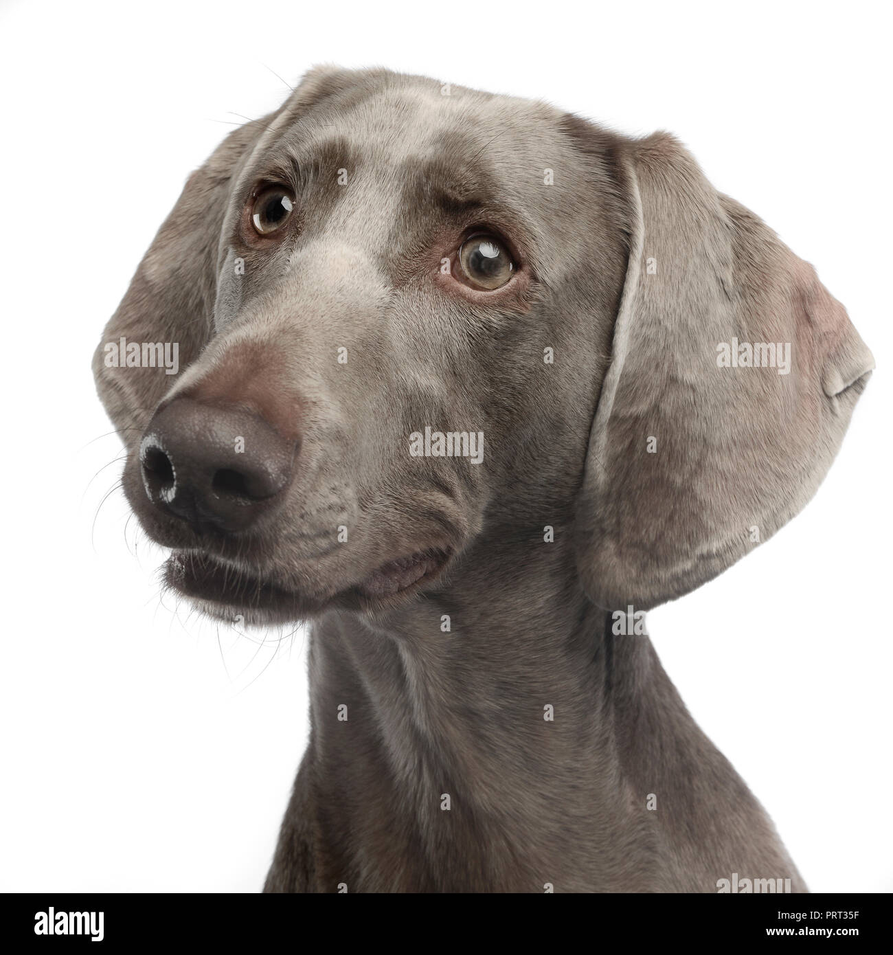 Beautiful Weimarener portrait in a white photo studio Stock Photo - Alamy