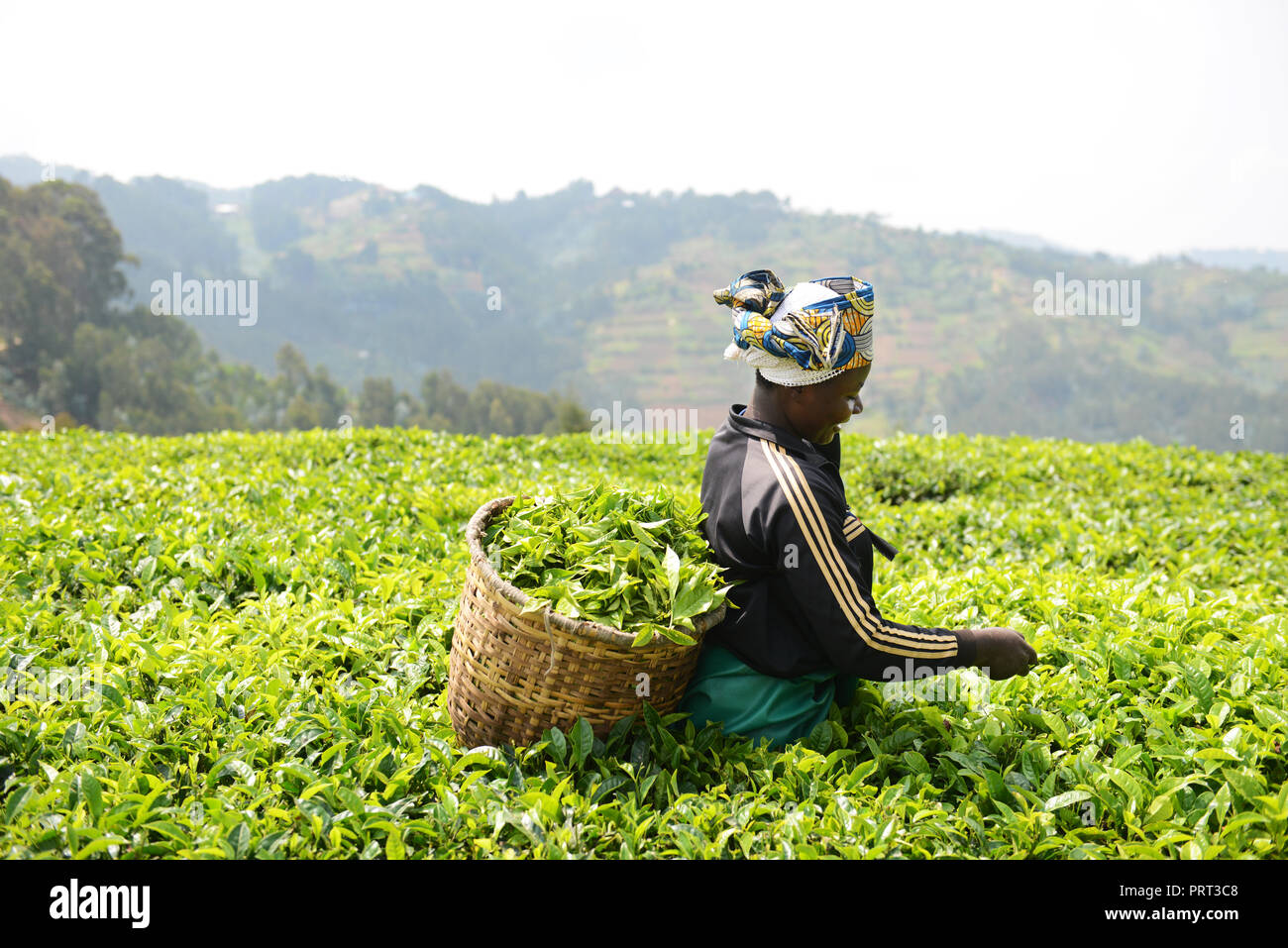 Tea plantations in north western Rwanda Stock Photo - Alamy