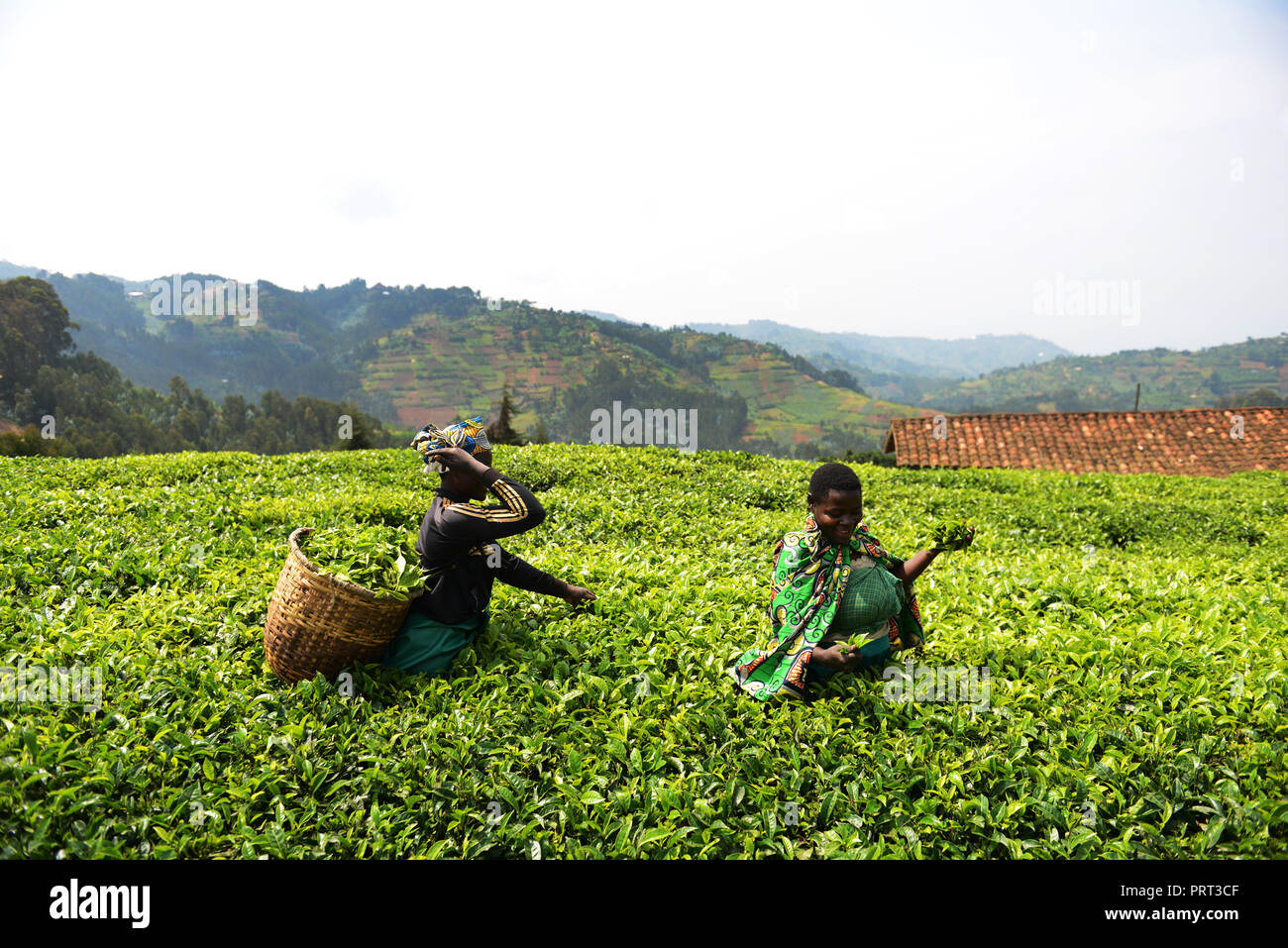 Tea plantations in north western Rwanda Stock Photo - Alamy