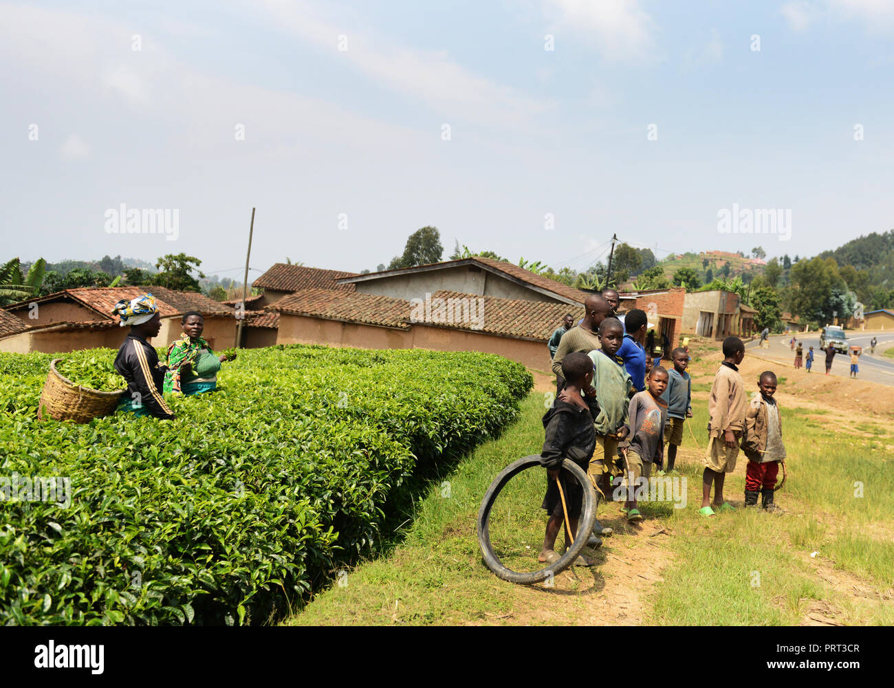 Tea plantations in north western Rwanda Stock Photo - Alamy